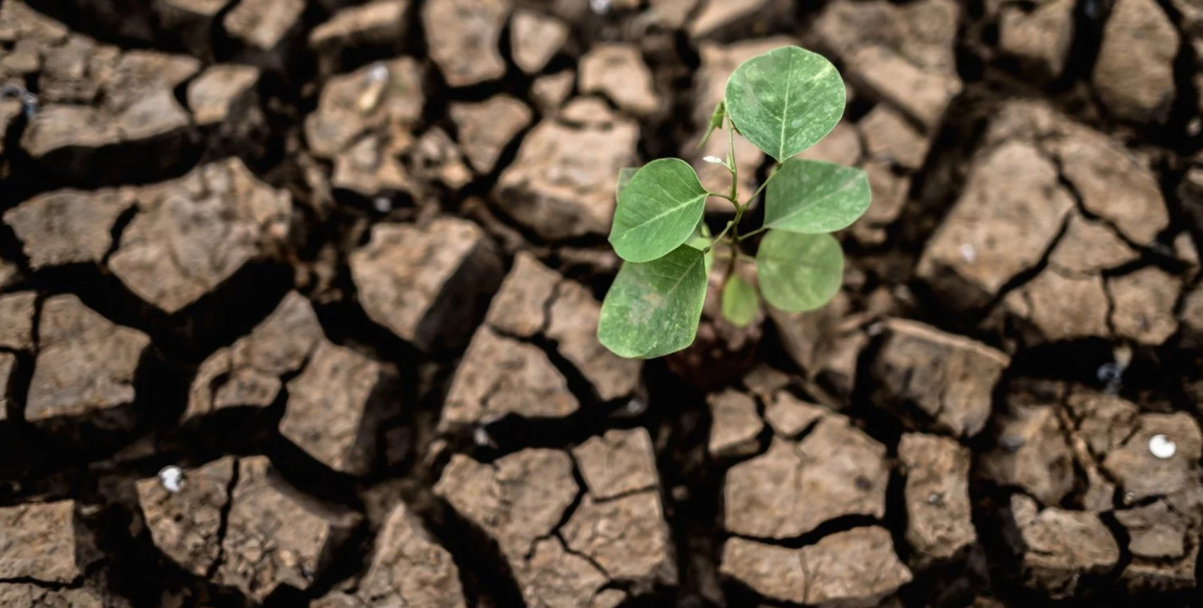 Sostenibilidad y valores: 2 razones clave para que las empresas adopten ...